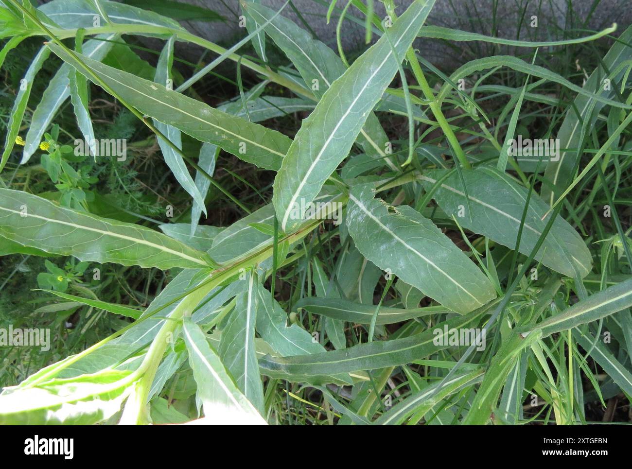 narrow-leaved hawksbeard (Crepis tectorum) Plantae Stock Photo - Alamy