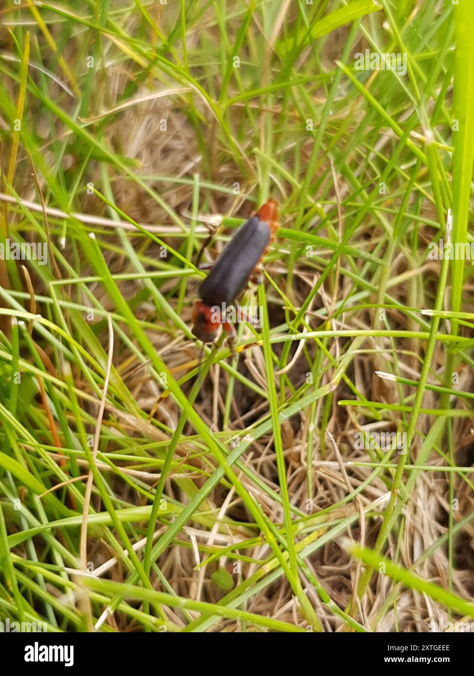 Rustic Sailor Beetle (Cantharis rustica) Insecta Stock Photo - Alamy