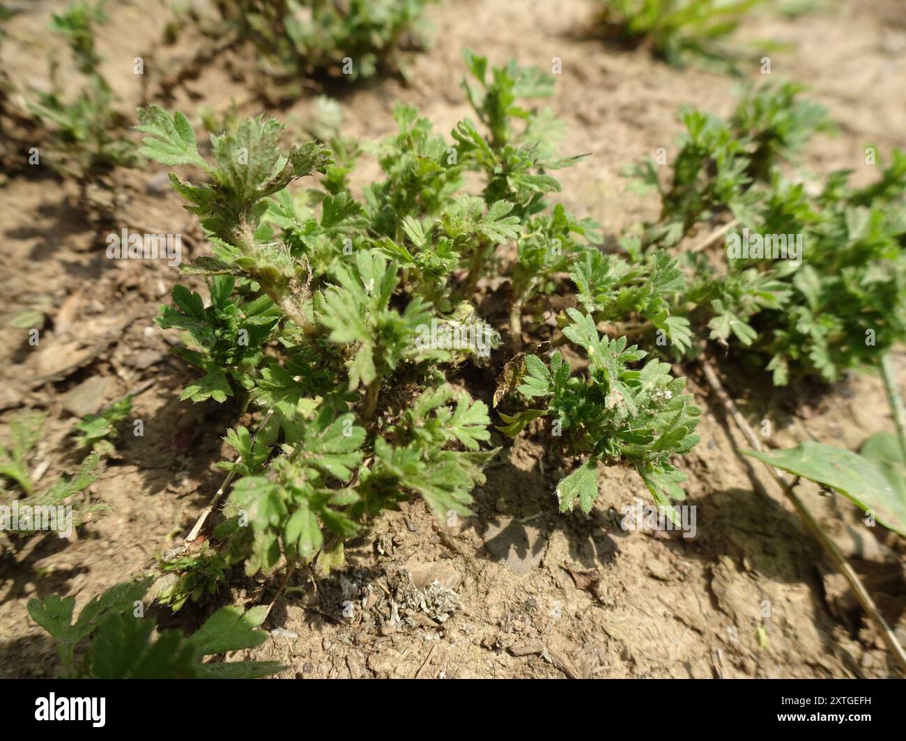 Field Parsley Piert (Alchemilla arvensis) Plantae Stock Photo - Alamy