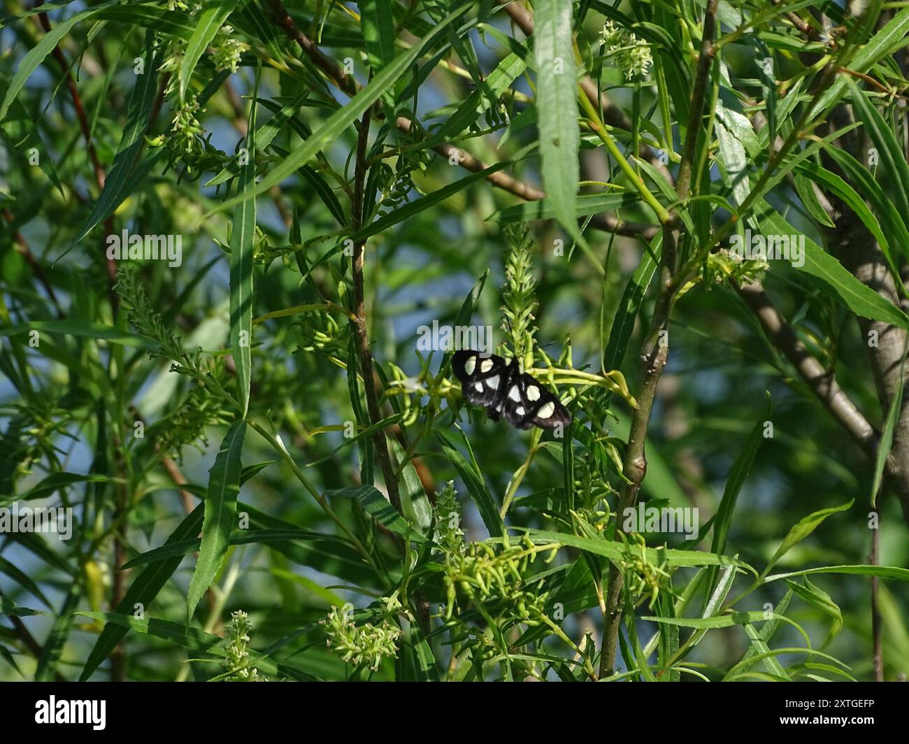Eight-spotted Forester Moth (Alypia octomaculata) Insecta Stock Photo ...