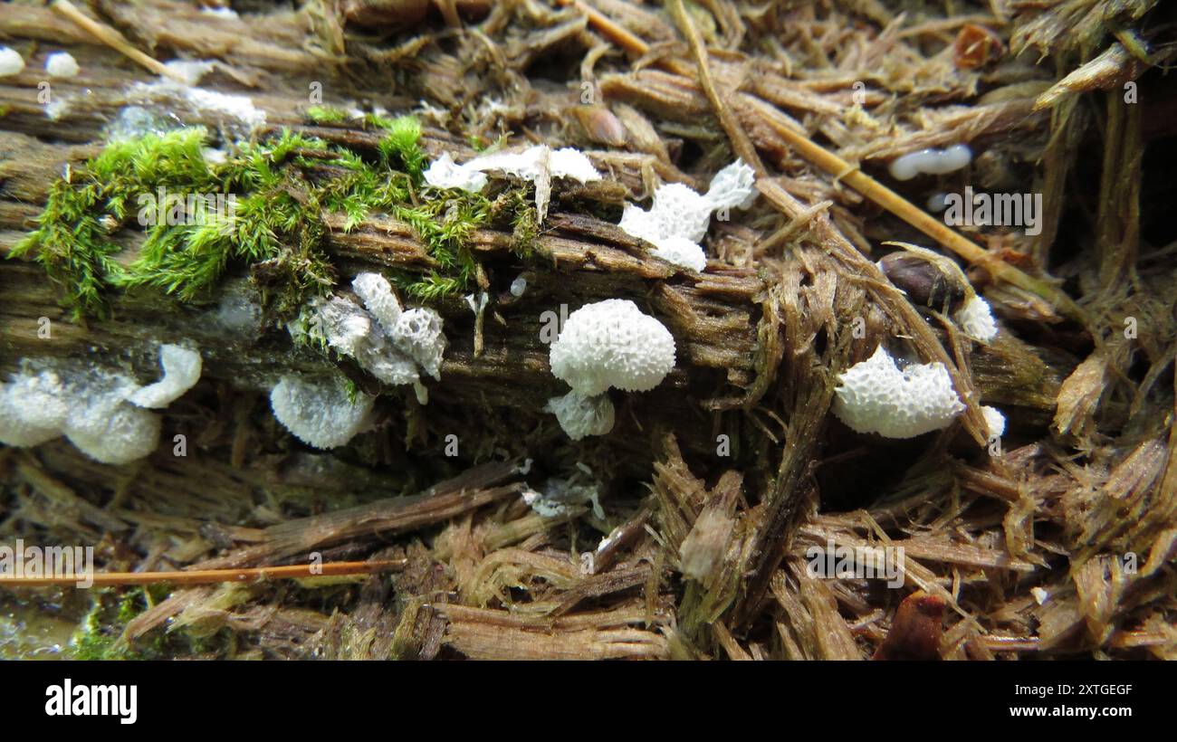Honeycomb Coral Slime Mold (Ceratiomyxa fruticulosa) Protozoa Stock ...