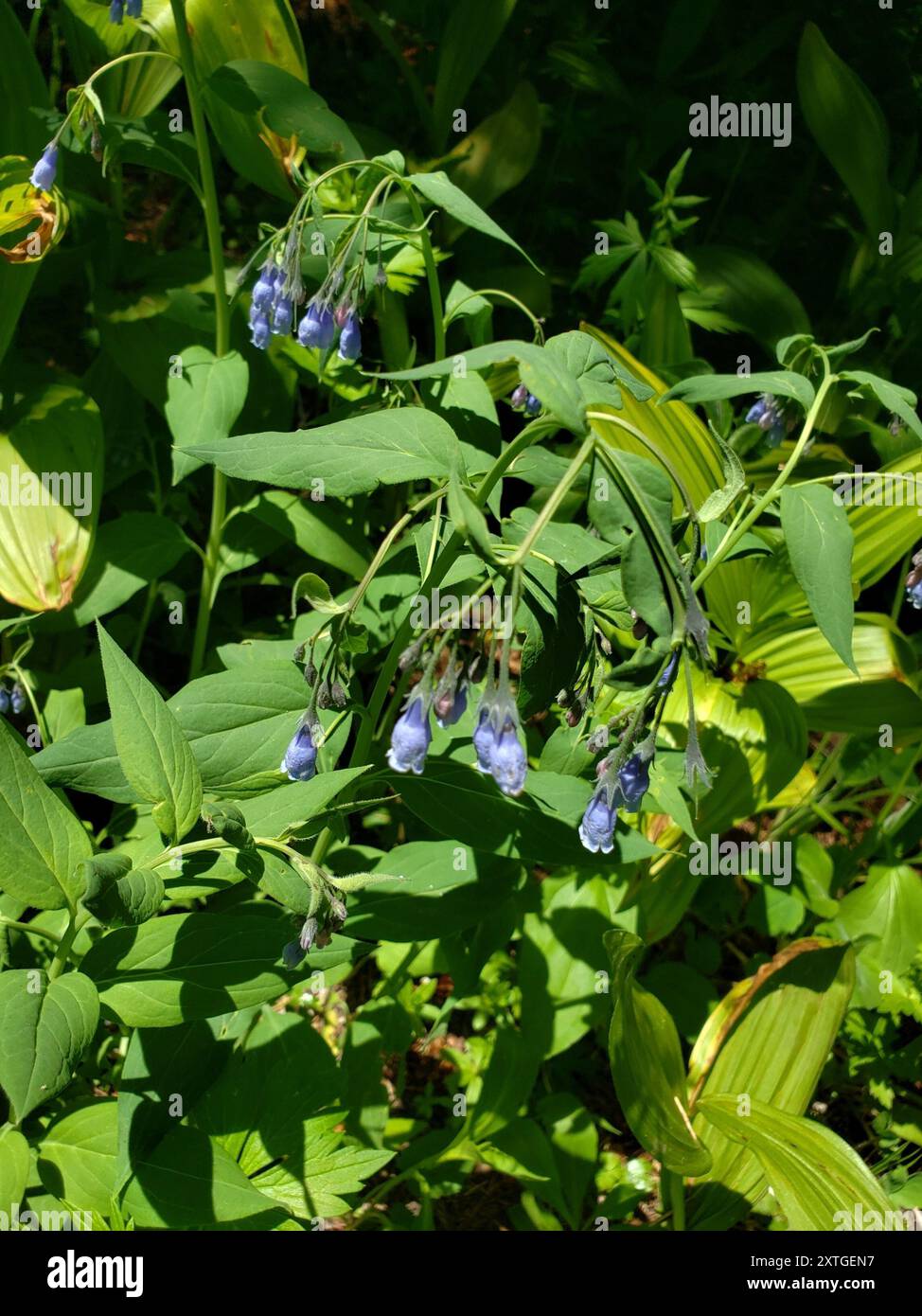 Northern Bluebells (Mertensia paniculata borealis) Plantae Stock Photo ...