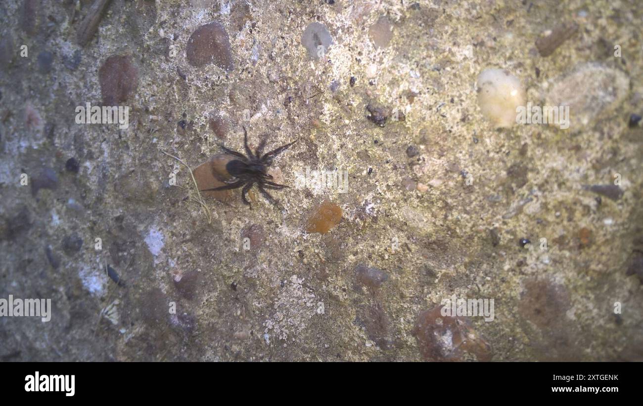 Thin-legged Wolf Spiders (Pardosa) Arachnida Stock Photo - Alamy