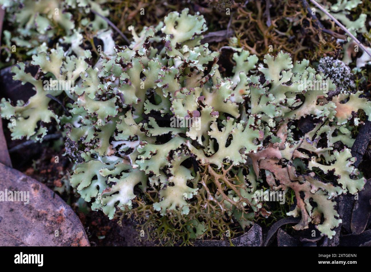 Cladia muelleri hi-res stock photography and images - Alamy