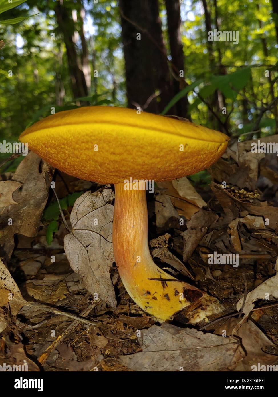Red-mouth Bolete (Neoboletus subvelutipes) Fungi Stock Photo - Alamy