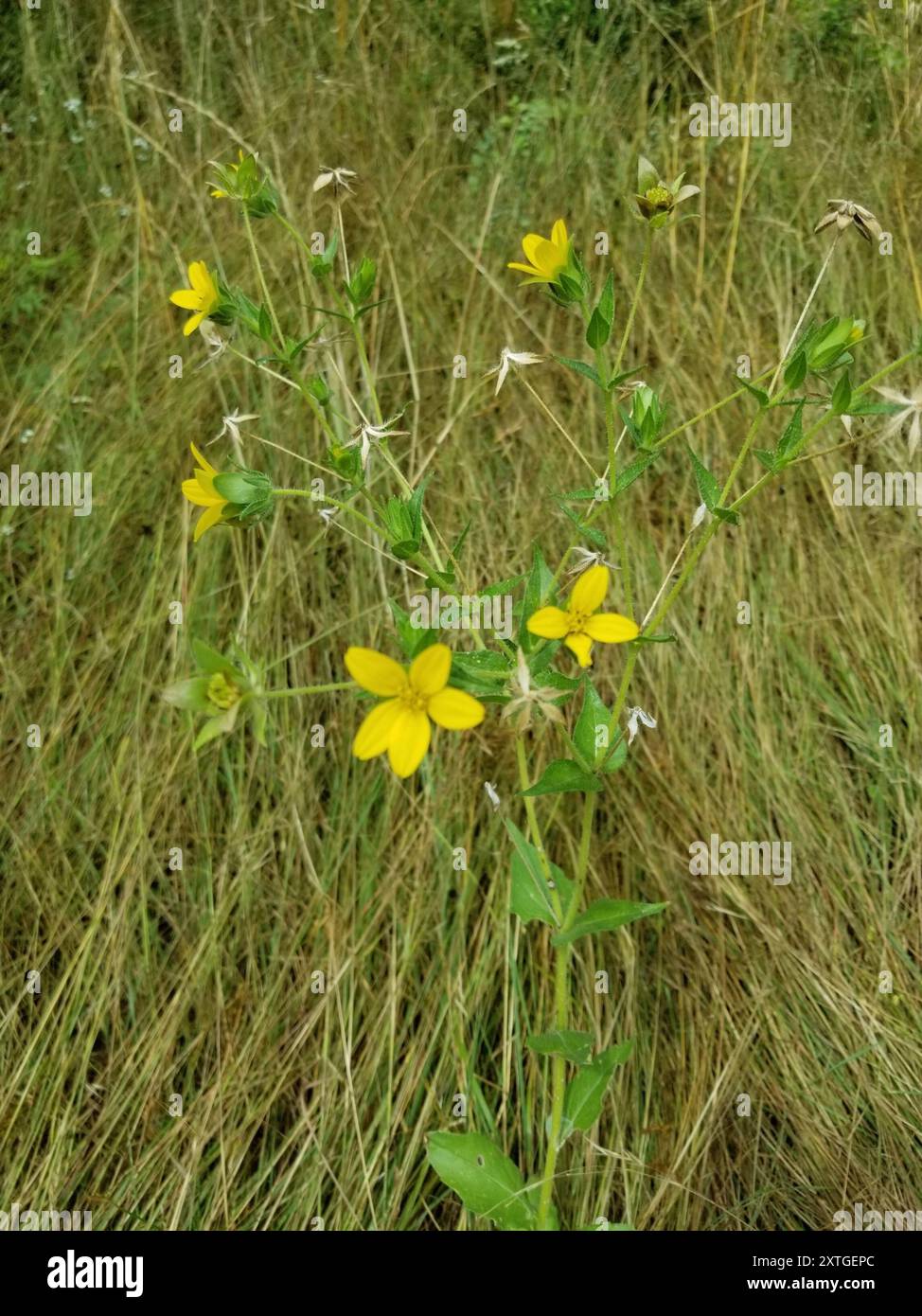 Texas yellow star (Lindheimera texana) Plantae Stock Photo - Alamy
