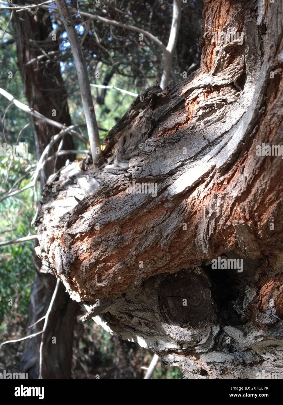 western coastal wattle (Acacia cyclops) Plantae Stock Photo - Alamy