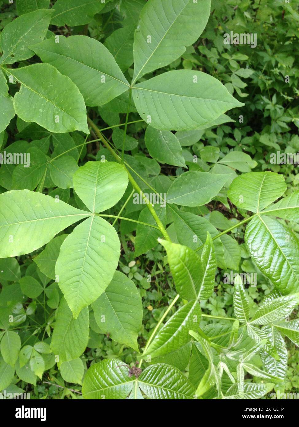 common hoptree (Ptelea trifoliata) Plantae Stock Photo - Alamy