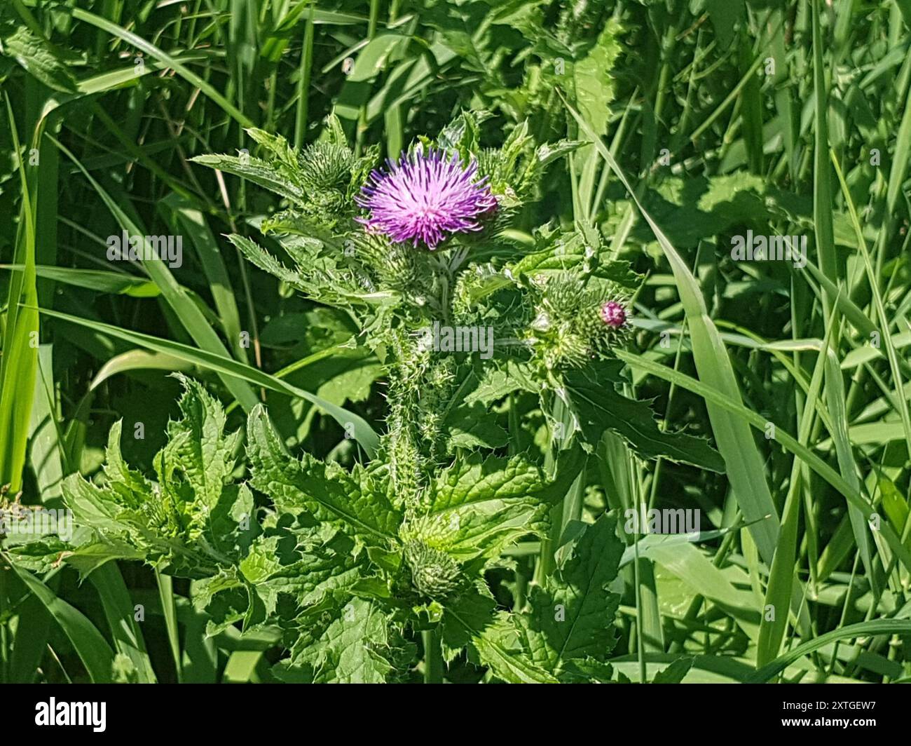 Welted Thistle (Carduus crispus) Plantae Stock Photo - Alamy
