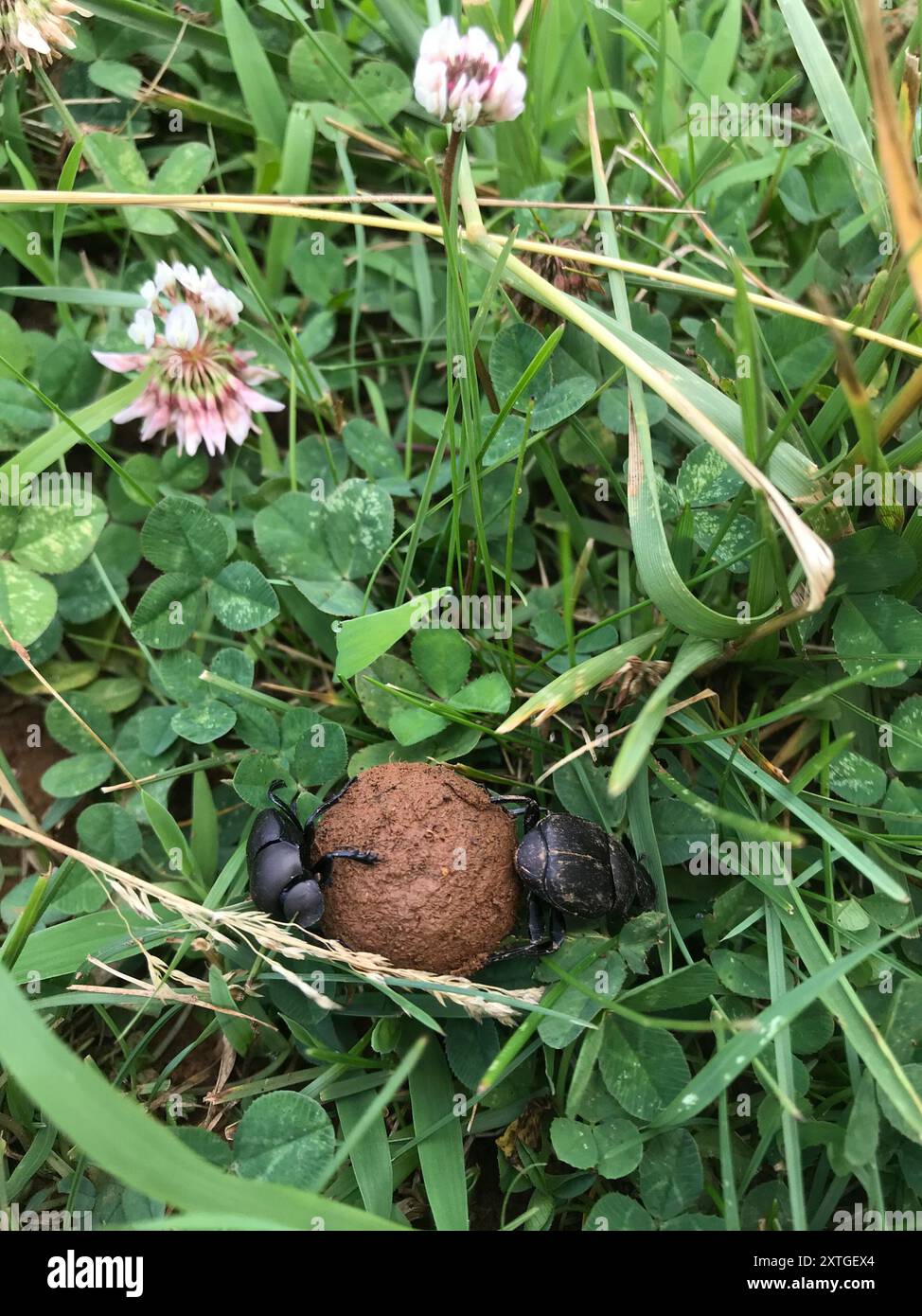 Eastern Tumblebug (Canthon pilularius) Insecta Stock Photo - Alamy