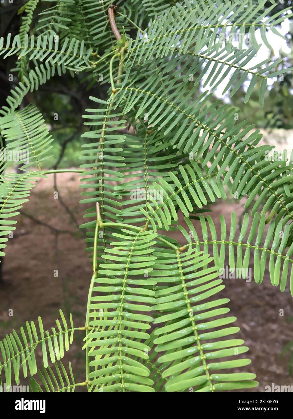 mesquite (Neltuma juliflora) Plantae Stock Photo - Alamy