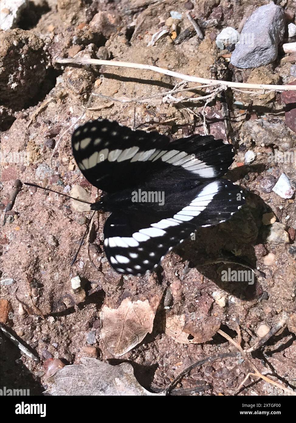 Weidemeyer's Admiral (Limenitis weidemeyerii) Insecta Stock Photo - Alamy