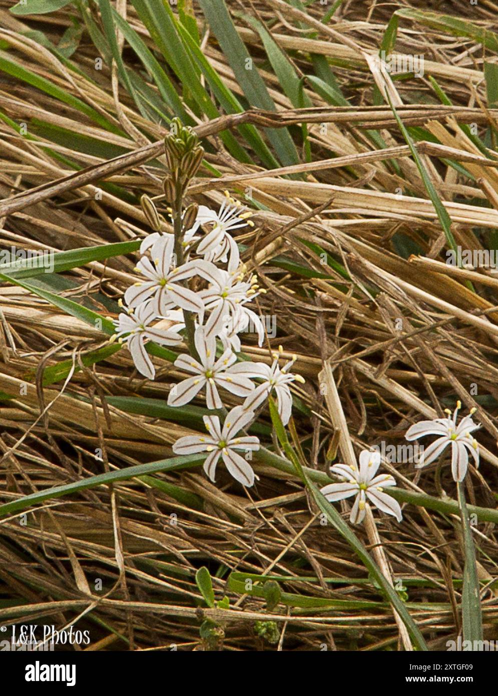 Trachyandra saltii hi-res stock photography and images - Alamy
