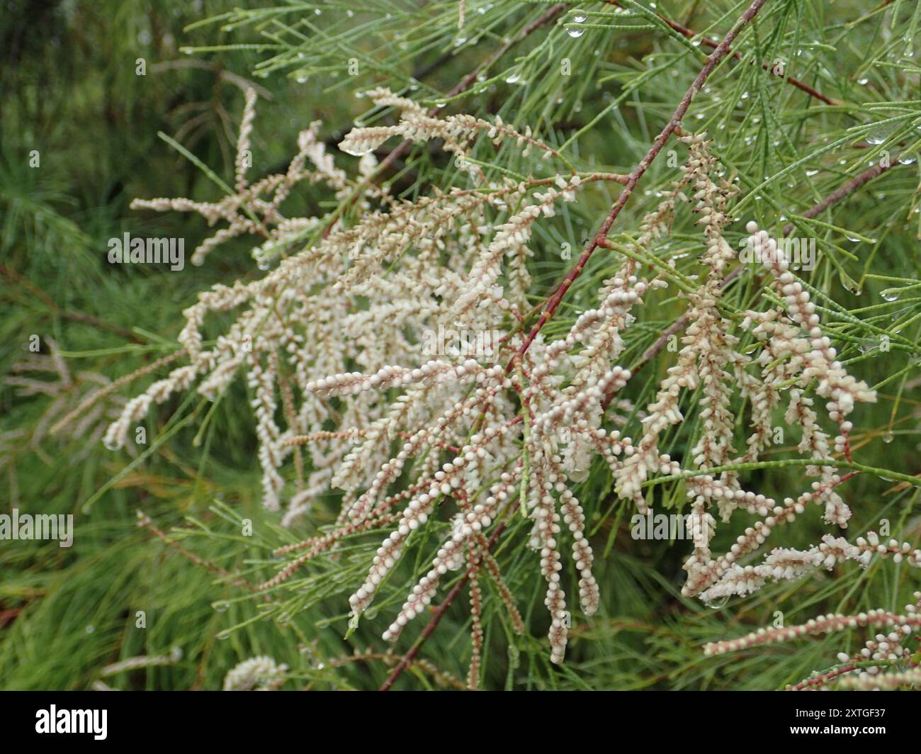 Athel hi-res stock photography and images - Alamy