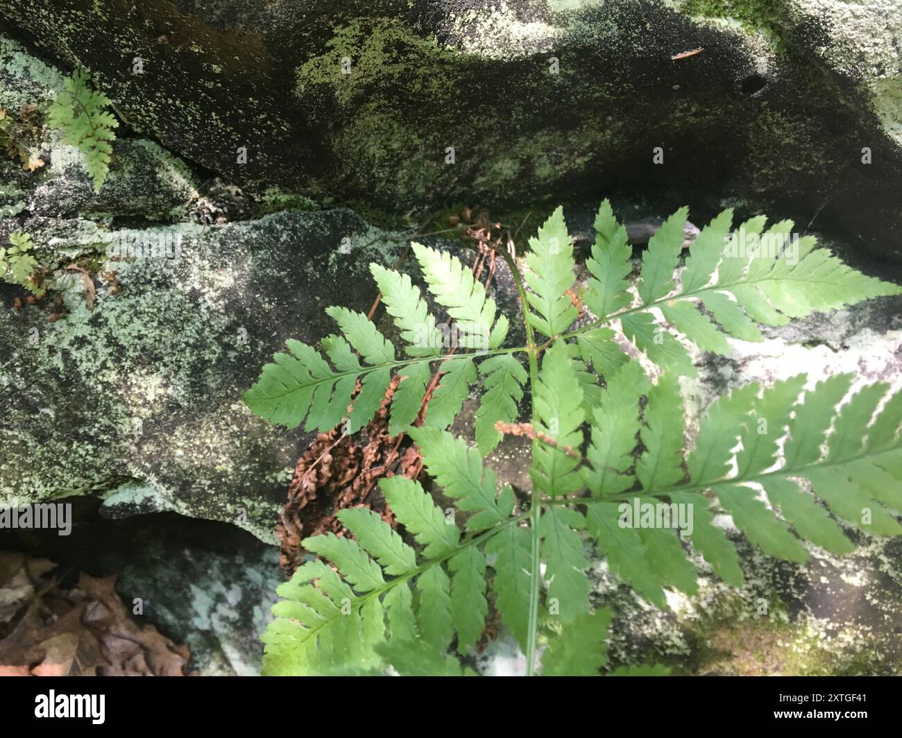 spinulose wood fern (Dryopteris carthusiana) Plantae Stock Photo - Alamy
