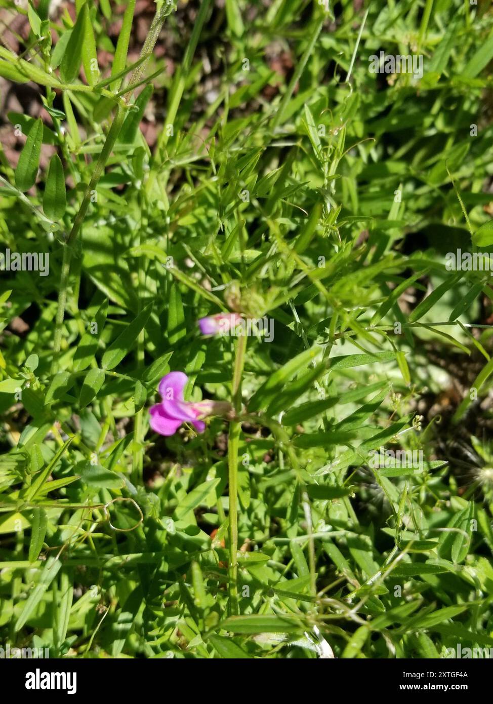 Common Vetch (Vicia sativa) Plantae Stock Photo - Alamy