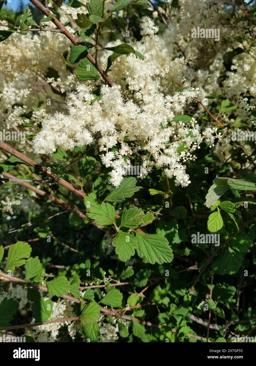 Ocean spray (Holodiscus discolor) Plantae Stock Photo - Alamy