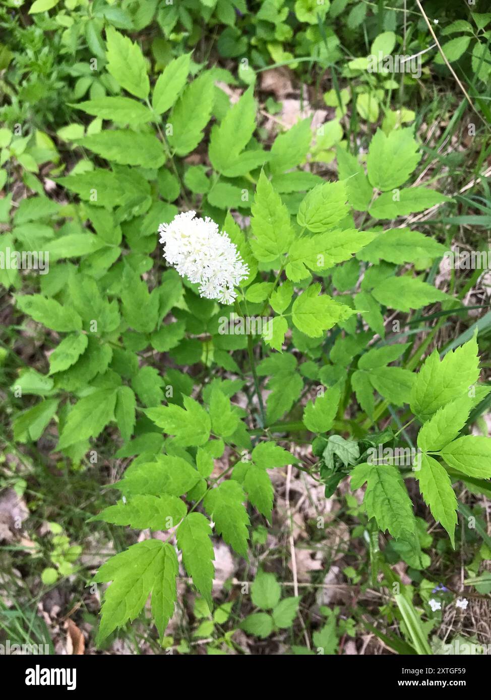 white baneberry (Actaea pachypoda) Plantae Stock Photo - Alamy