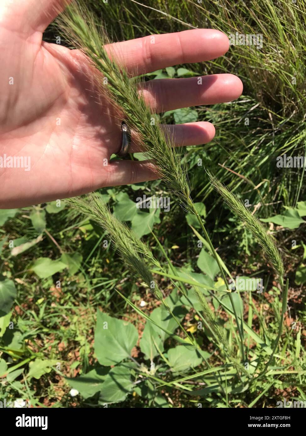Wild Ryes and Wheatgrasses (Elymus) Plantae Stock Photo - Alamy
