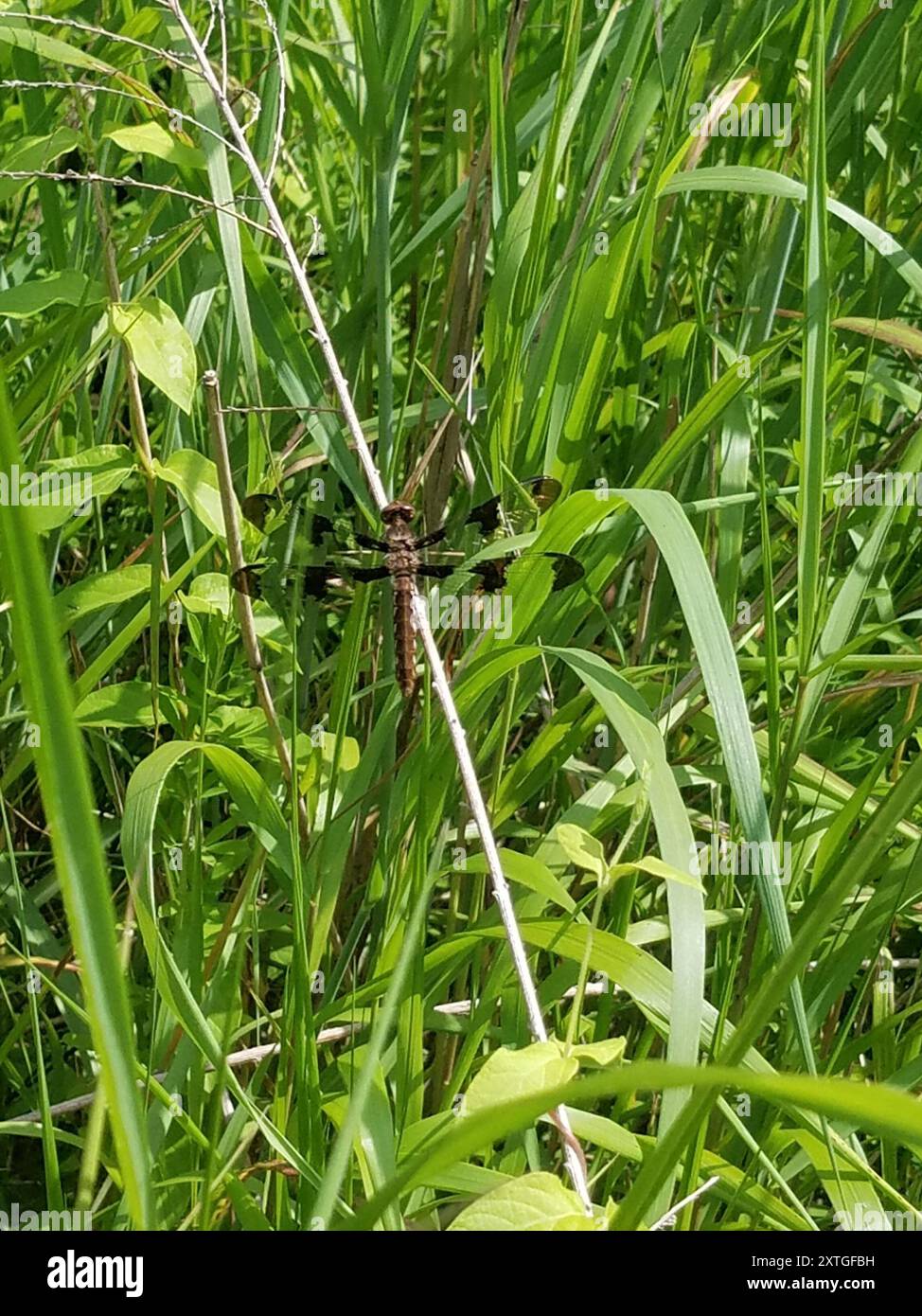Common Whitetail (Plathemis lydia) Insecta Stock Photo - Alamy