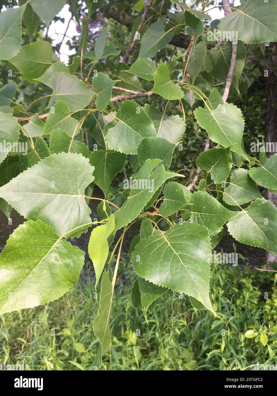 Eastern Cottonwood (Populus deltoides) Plantae Stock Photo - Alamy