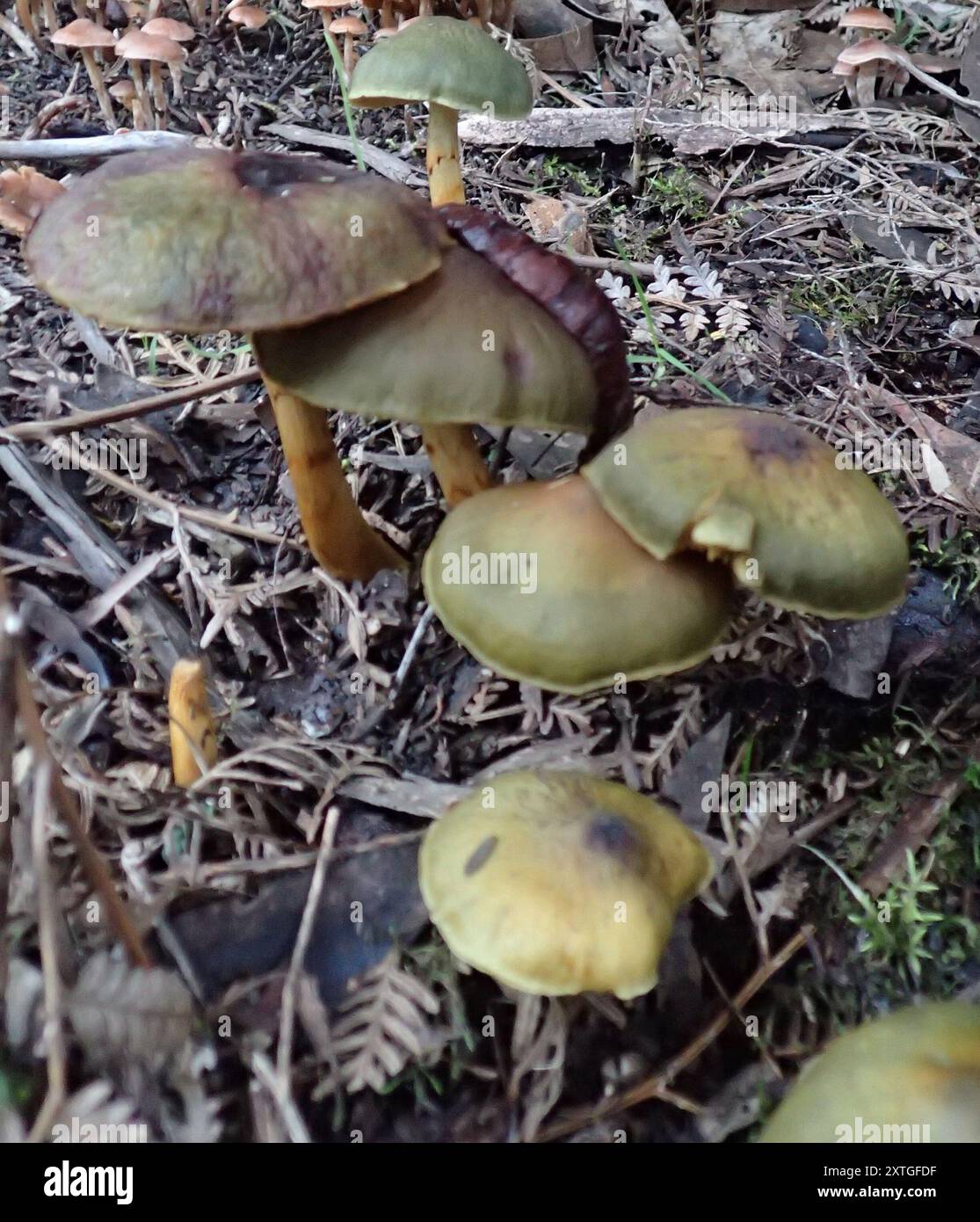 Green Skinhead (Cortinarius austrovenetus) Fungi Stock Photo - Alamy