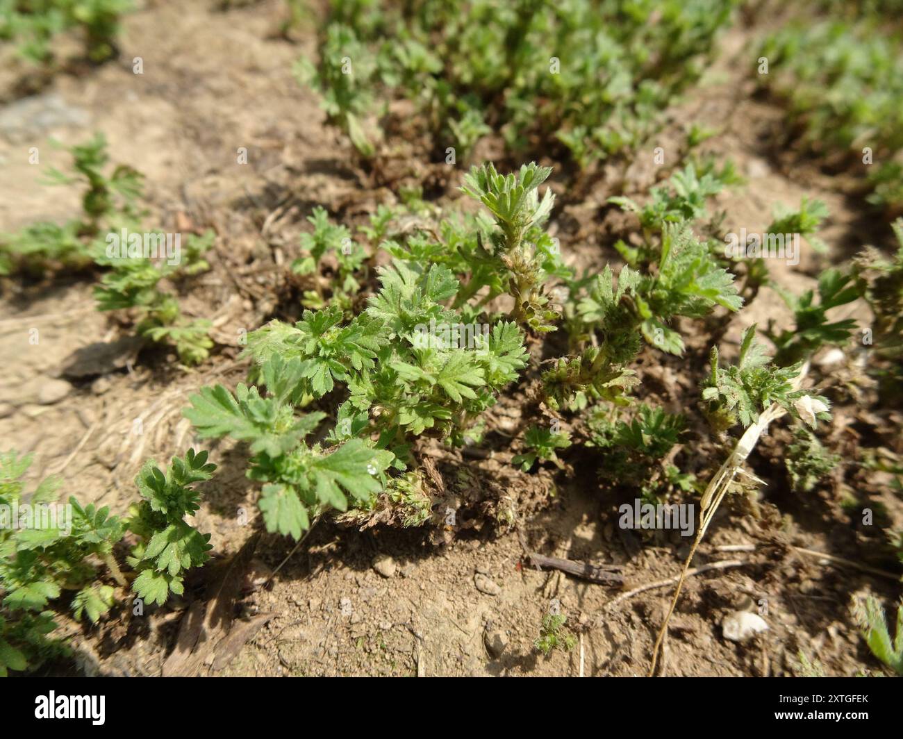 Field Parsley Piert (Alchemilla arvensis) Plantae Stock Photo - Alamy