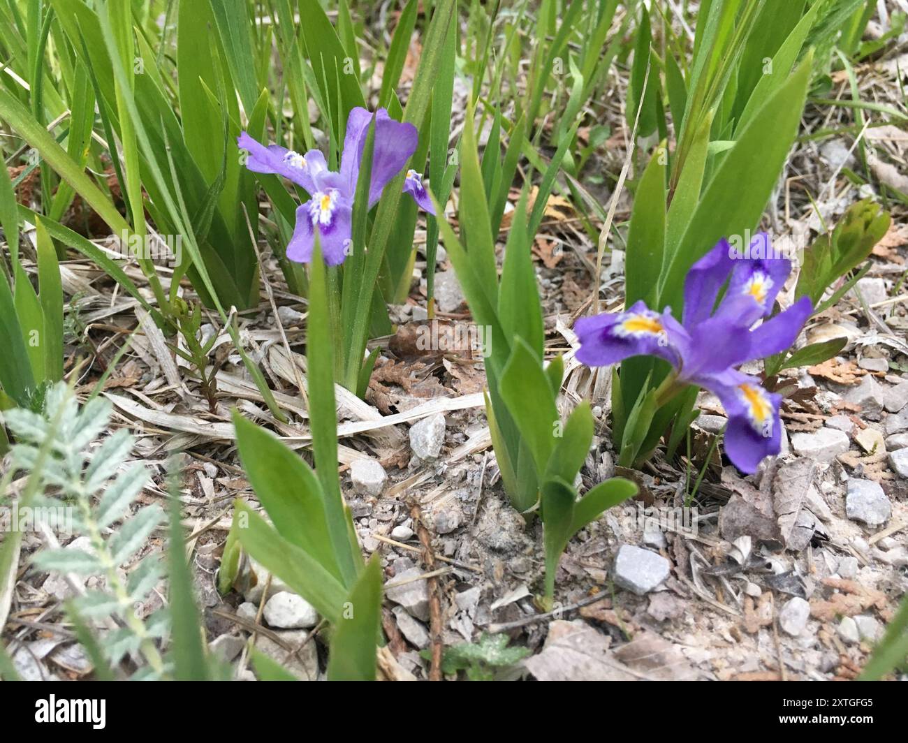 Dwarf Lake Iris (Iris lacustris) Plantae Stock Photo - Alamy