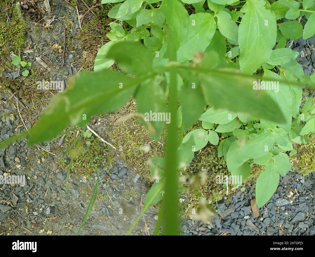 Scouler's Valerian (Valeriana sitchensis scouleri) Plantae Stock Photo ...