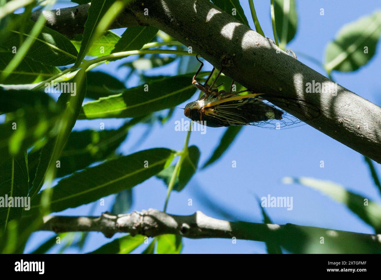 (Diceroprocta cinctifera) Insecta Stock Photo - Alamy