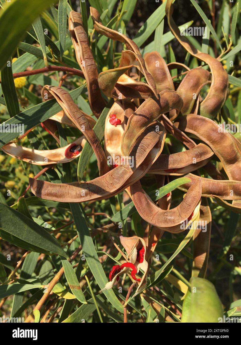 western coastal wattle (Acacia cyclops) Plantae Stock Photo - Alamy
