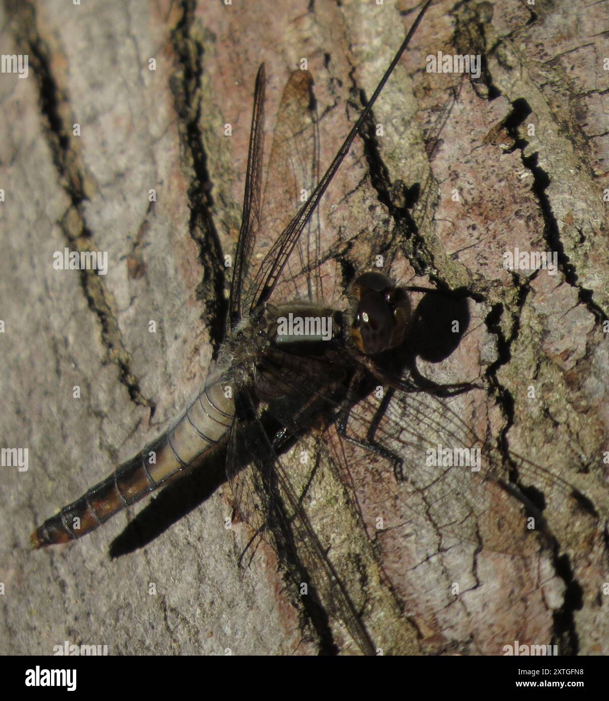 Chalk-fronted Corporal (Ladona julia) Insecta Stock Photo - Alamy