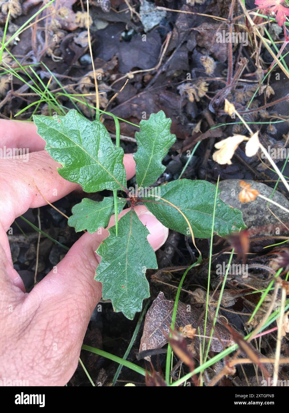 Oregon oak (Quercus garryana) Plantae Stock Photo - Alamy