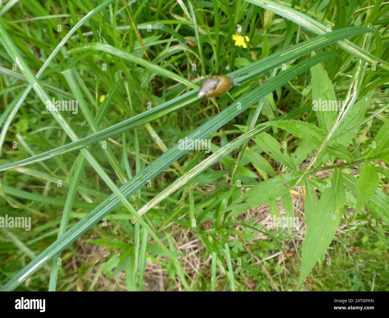 Amber Snails (Succineidae) Mollusca Stock Photo - Alamy