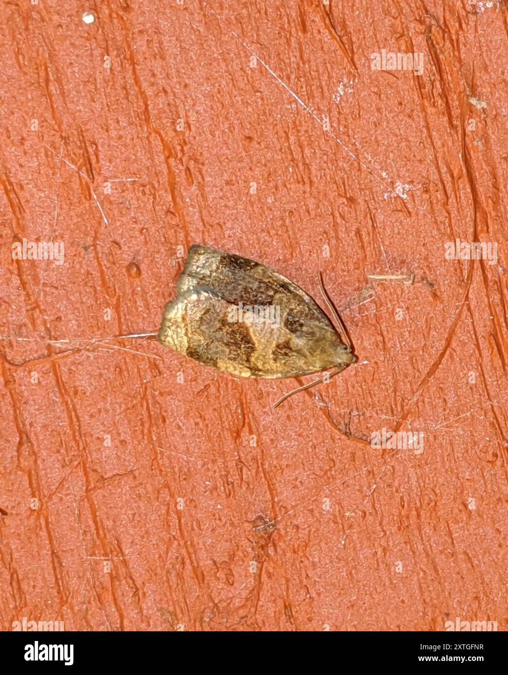 Rose Tortrix Moth (Archips rosana) Insecta Stock Photo - Alamy