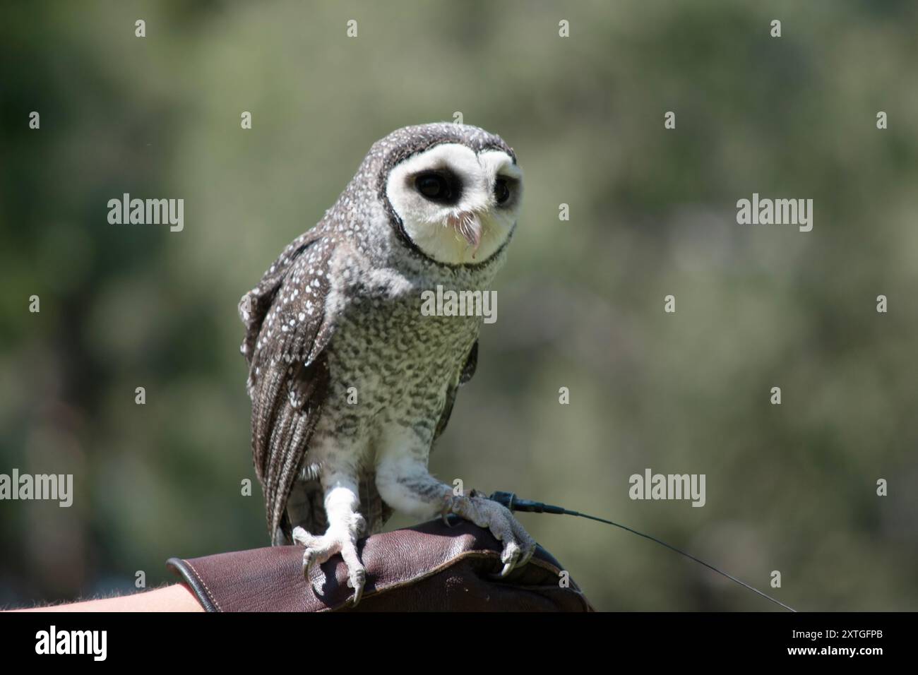 The lesser sooty owl is a dark sooty-grey in color, with large eyes in ...