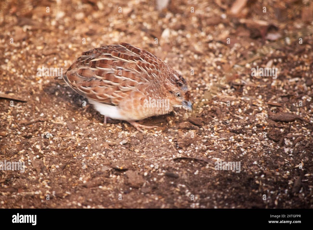 The Little Button-quail is a small reddish brown bird with narrow white ...