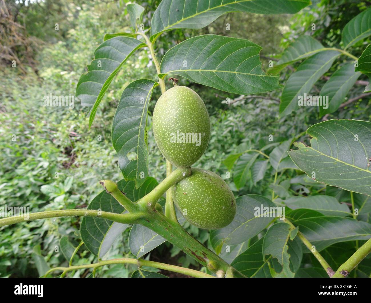 Persian walnut (Juglans regia) Plantae Stock Photo - Alamy