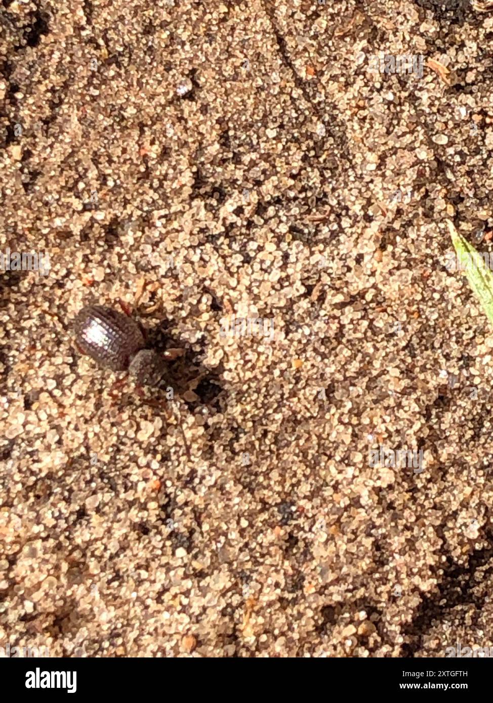 Strawberry Root Weevil (Otiorhynchus ovatus) Insecta Stock Photo - Alamy