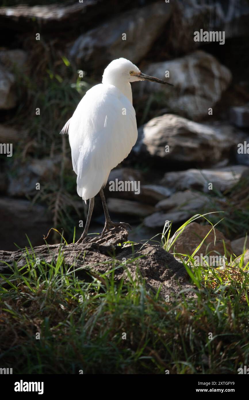 The little egret has a relatively short, thick neck, a sturdy bill, and ...