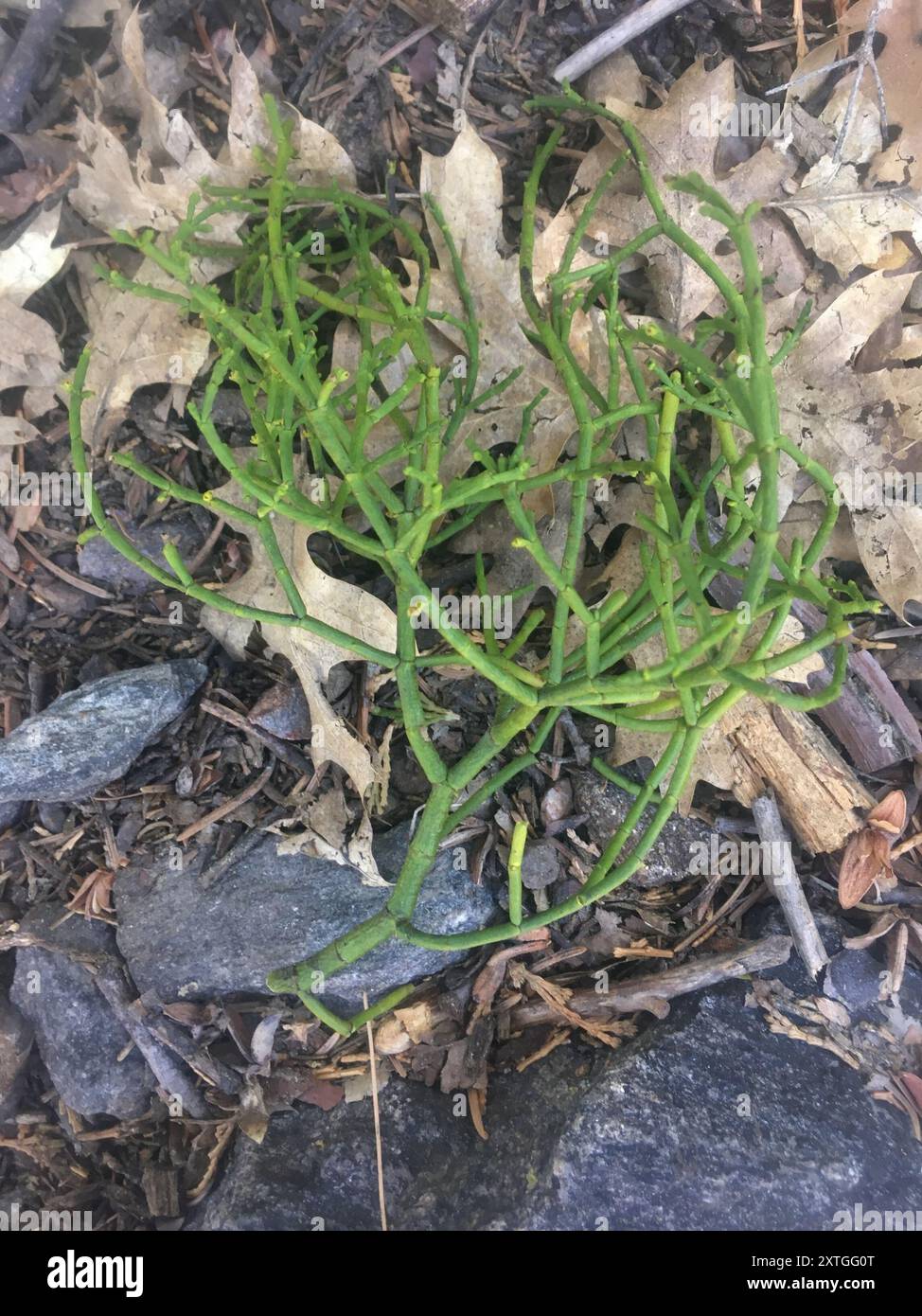 Juniper Mistletoe (Phoradendron juniperinum) Plantae Stock Photo - Alamy