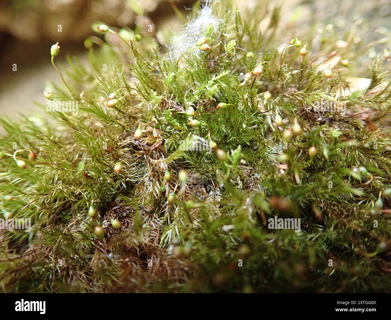 Sharp-leaved Blindia (Blindia acuta) Plantae Stock Photo - Alamy