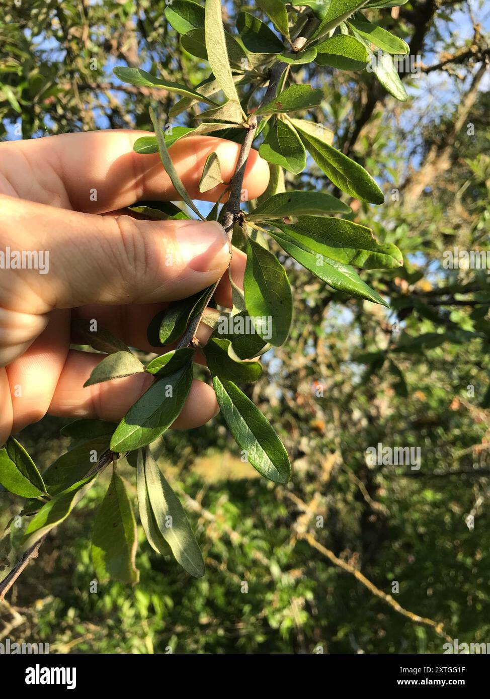 Gum bumelia (Sideroxylon lanuginosum) Plantae Stock Photo - Alamy
