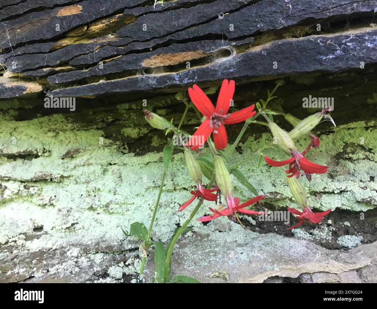 fire pink (Silene virginica) Plantae Stock Photo - Alamy