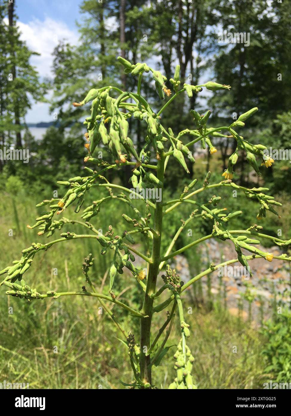 Canada wild lettuce (Lactuca canadensis) Plantae Stock Photo - Alamy