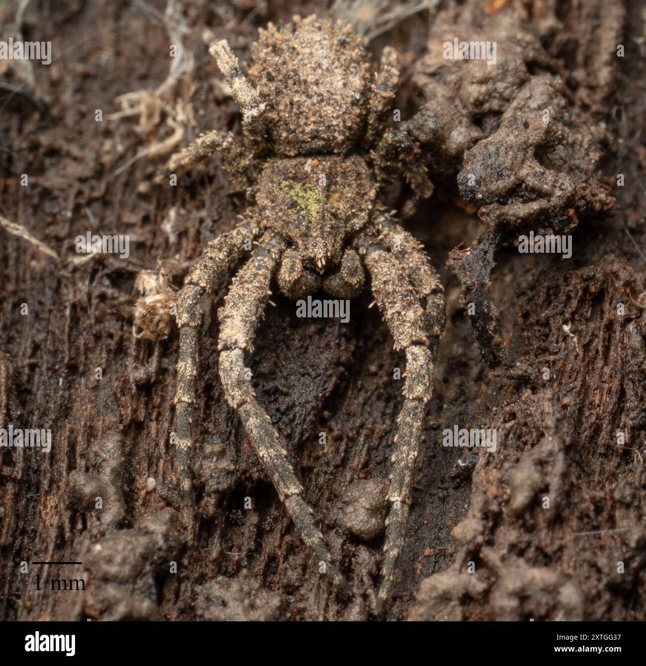 Hi-browed Crab Spider (Stephanopis altifrons) Arachnida Stock Photo - Alamy