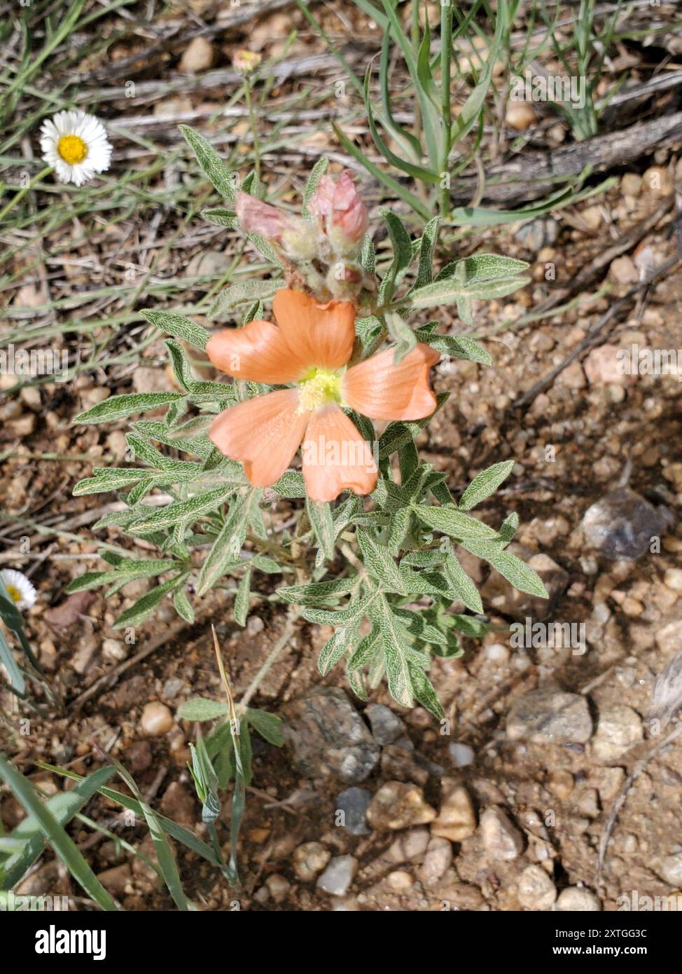 Scarlet Globemallow (Sphaeralcea coccinea) Plantae Stock Photo - Alamy