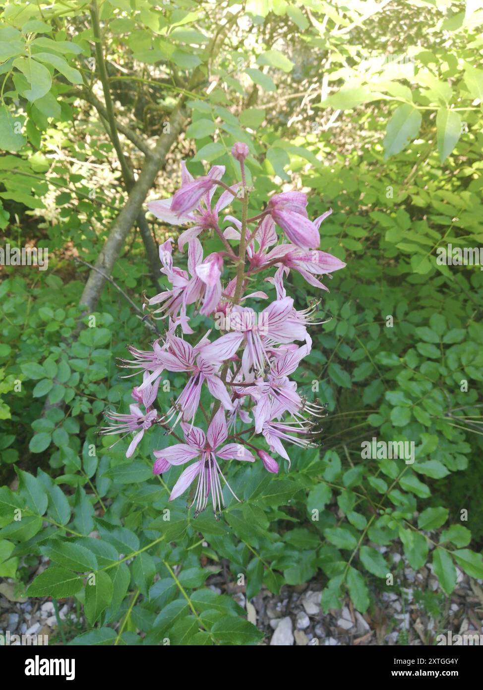 white dittany (Dictamnus albus) Plantae Stock Photo - Alamy