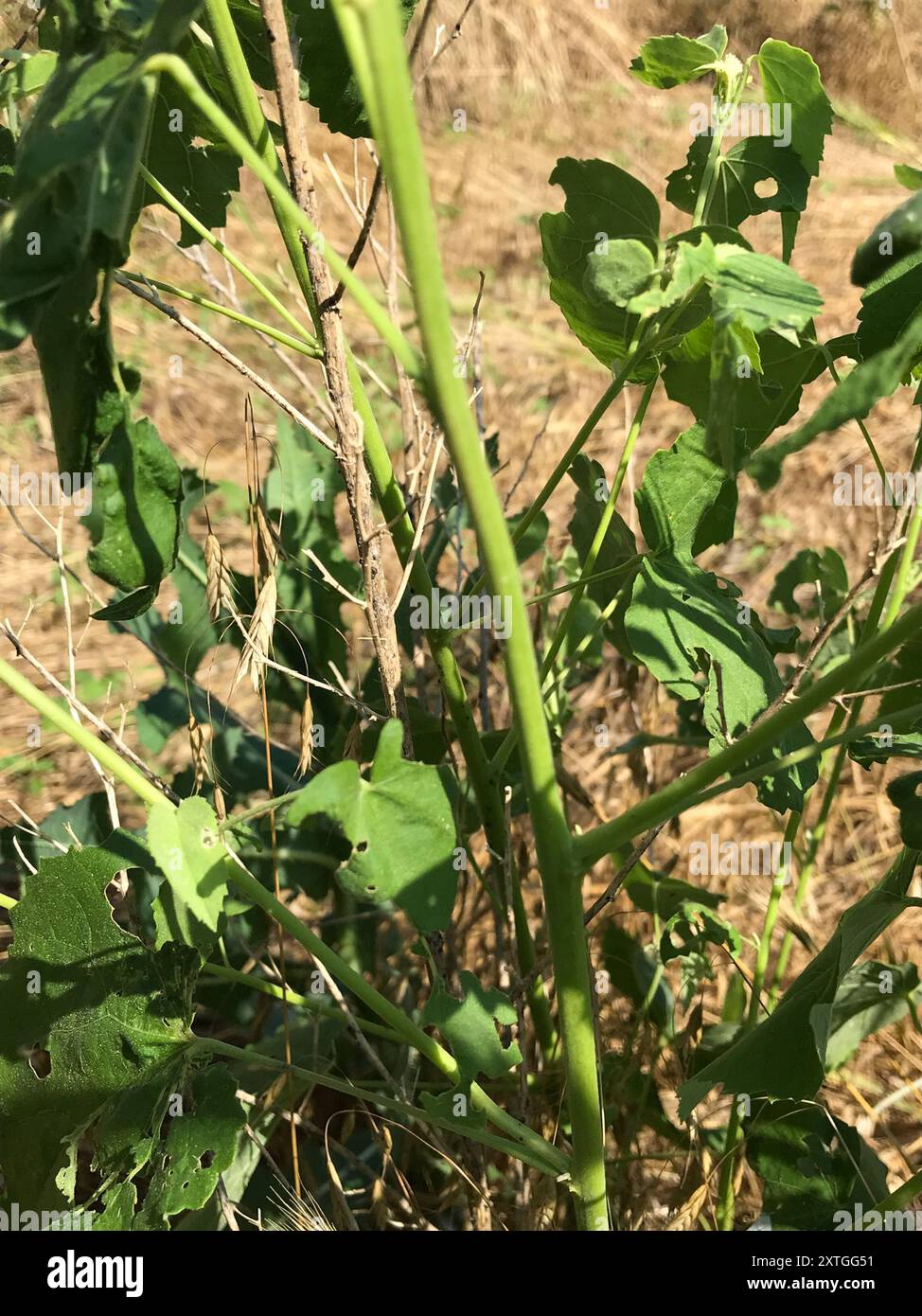 sweet Indian Mallow (Abutilon fruticosum) Plantae Stock Photo - Alamy