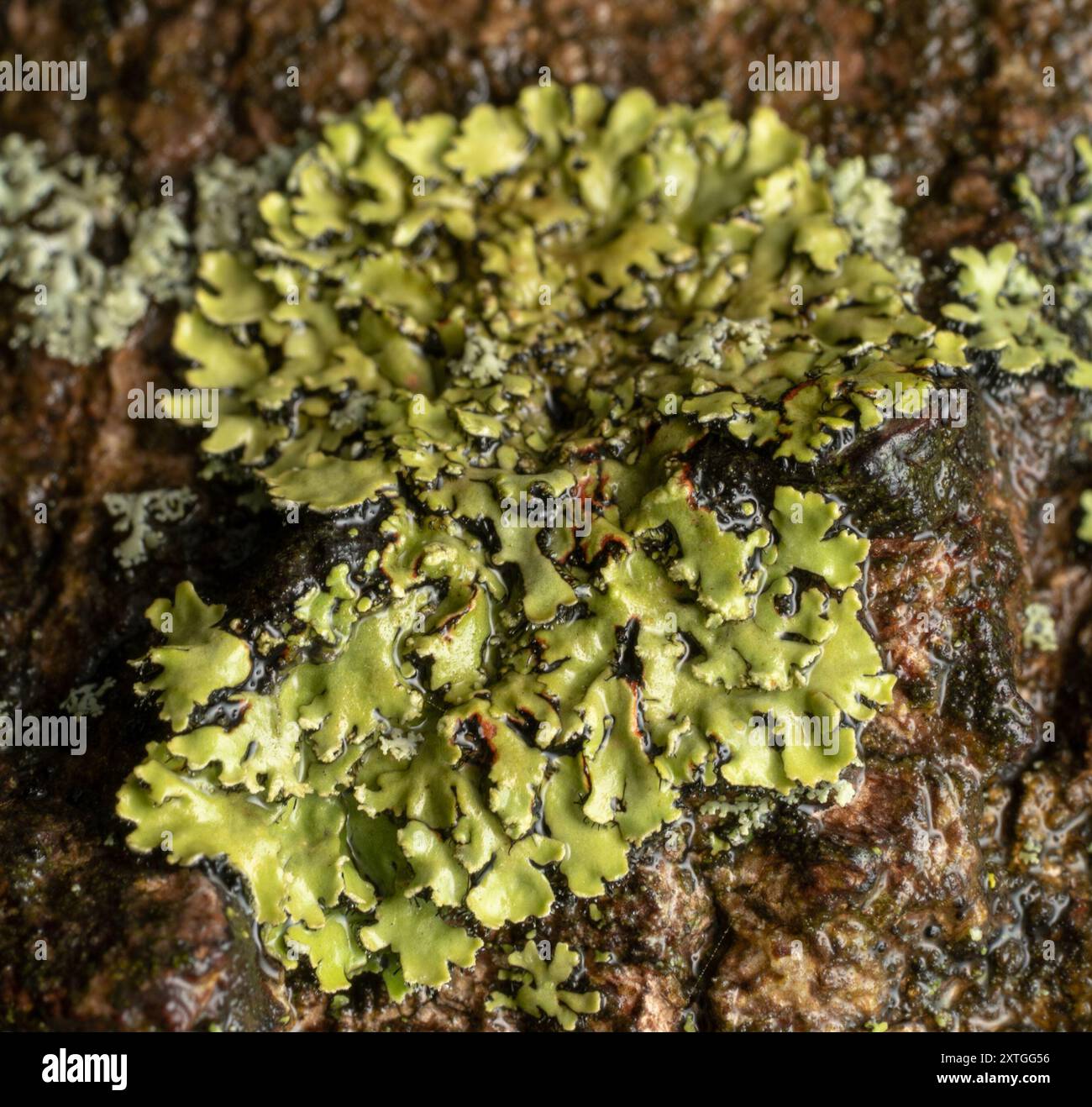 common lichens (Lecanoromycetes) Fungi Stock Photo - Alamy